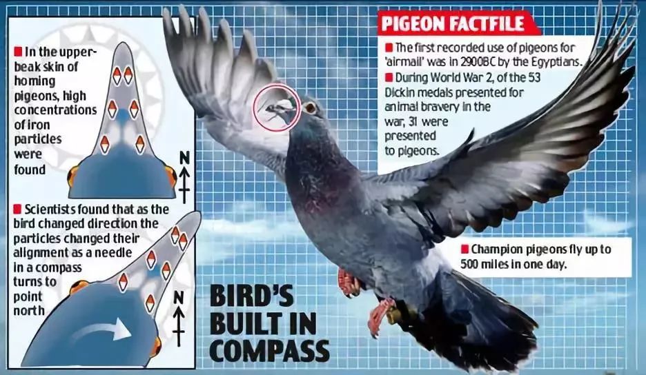 Why do pigeons deliver letters? - iMedia