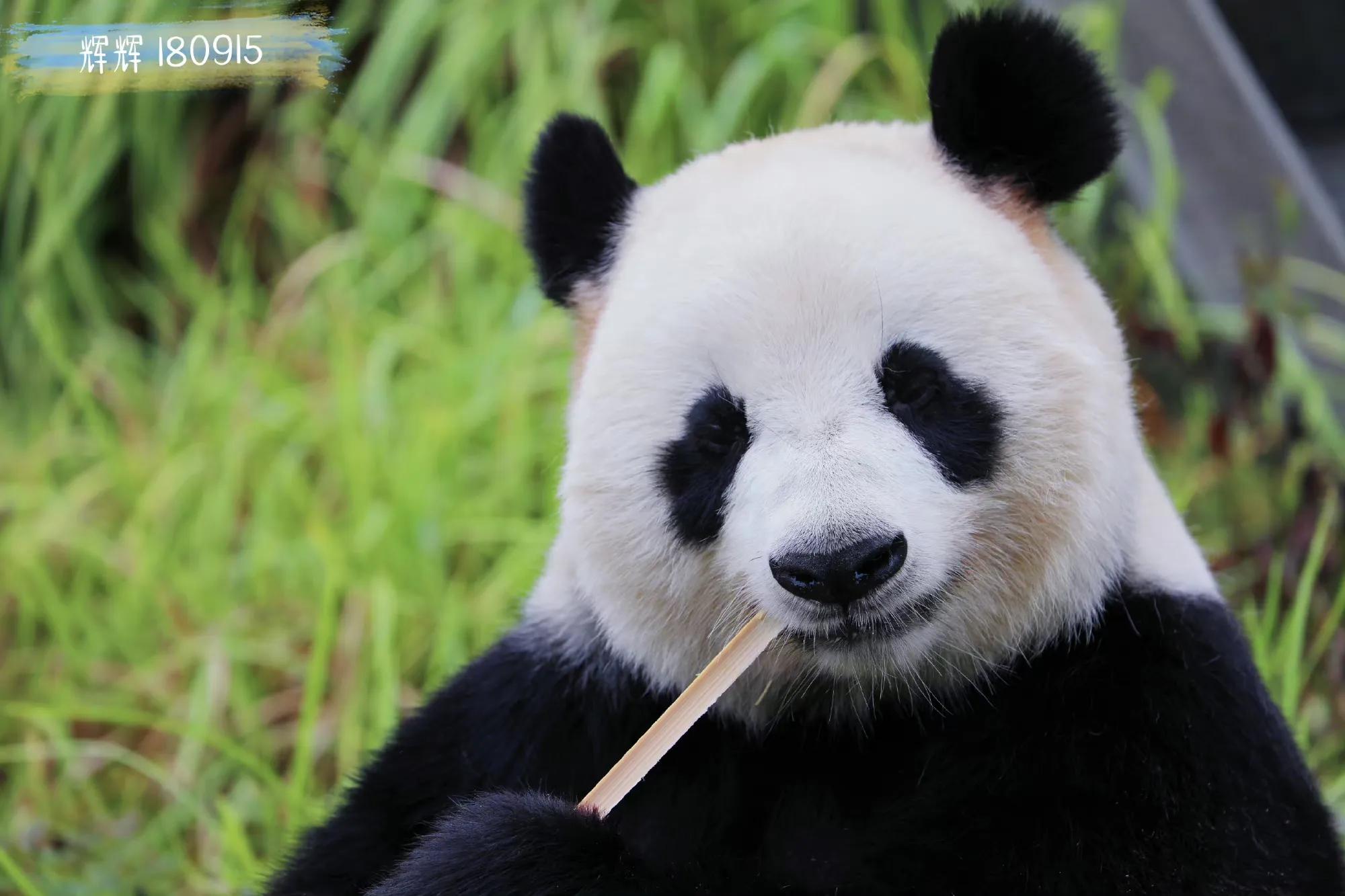 Loved by male bears, giant panda Ximei is eager to protect her cubs ...