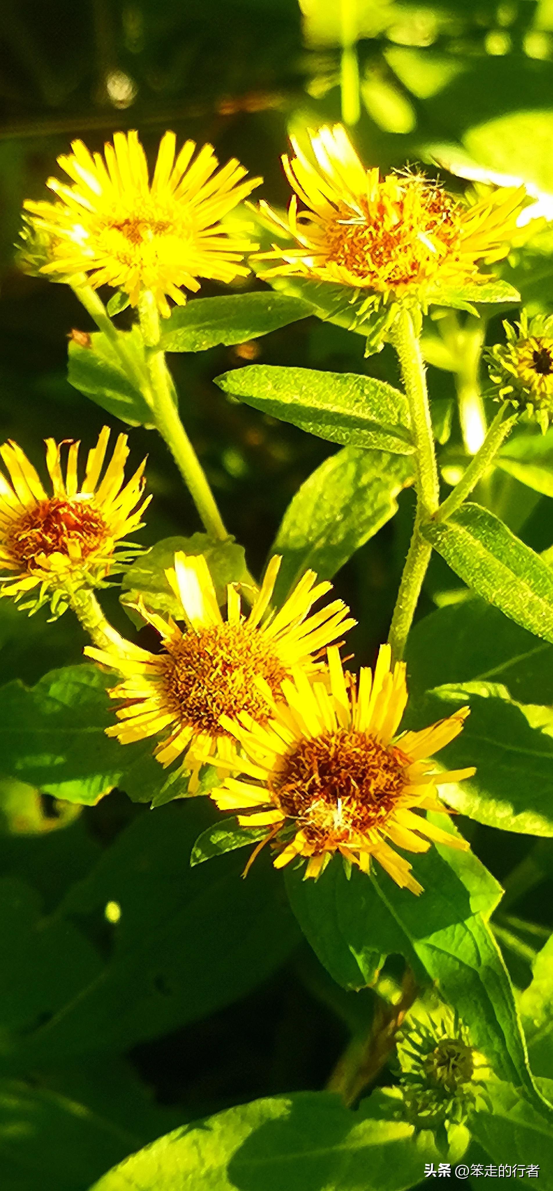 Don't forget the money chrysanthemum - Inula flower - iNEWS