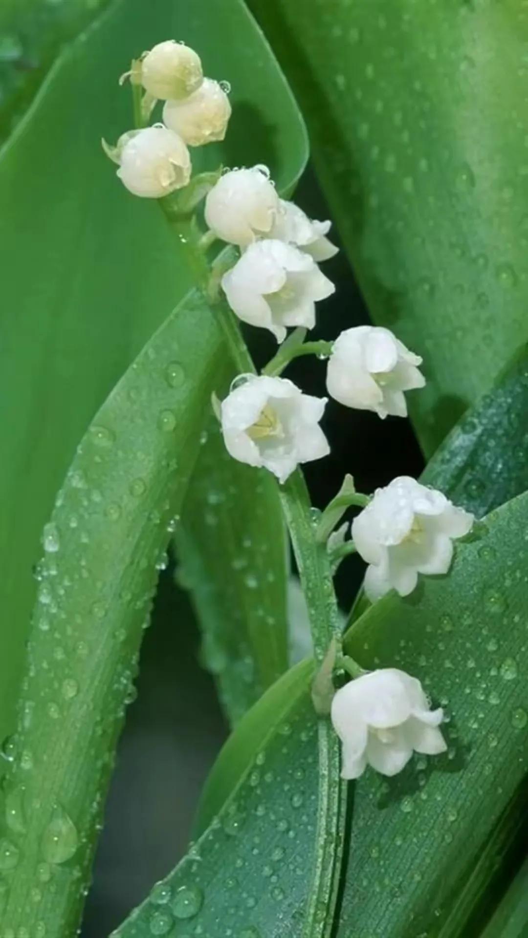 The brand of love, the strings of love, the little poem of love - iNEWS