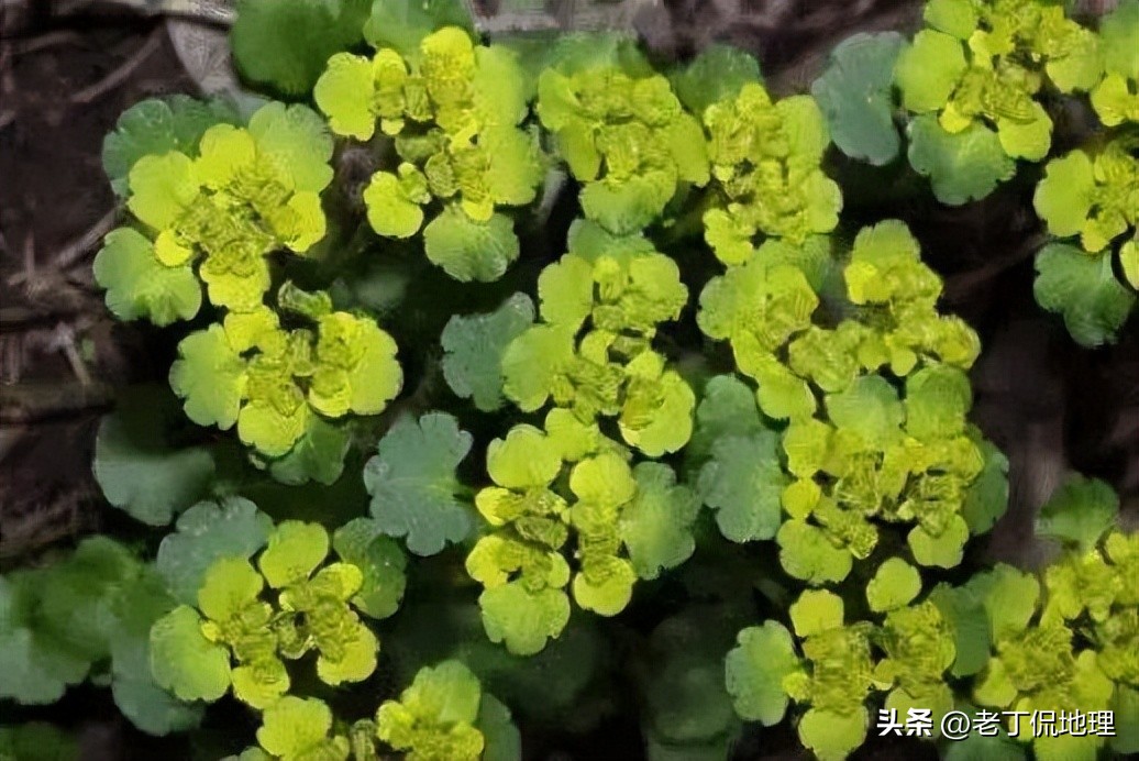 ephemeral plants - iNEWS