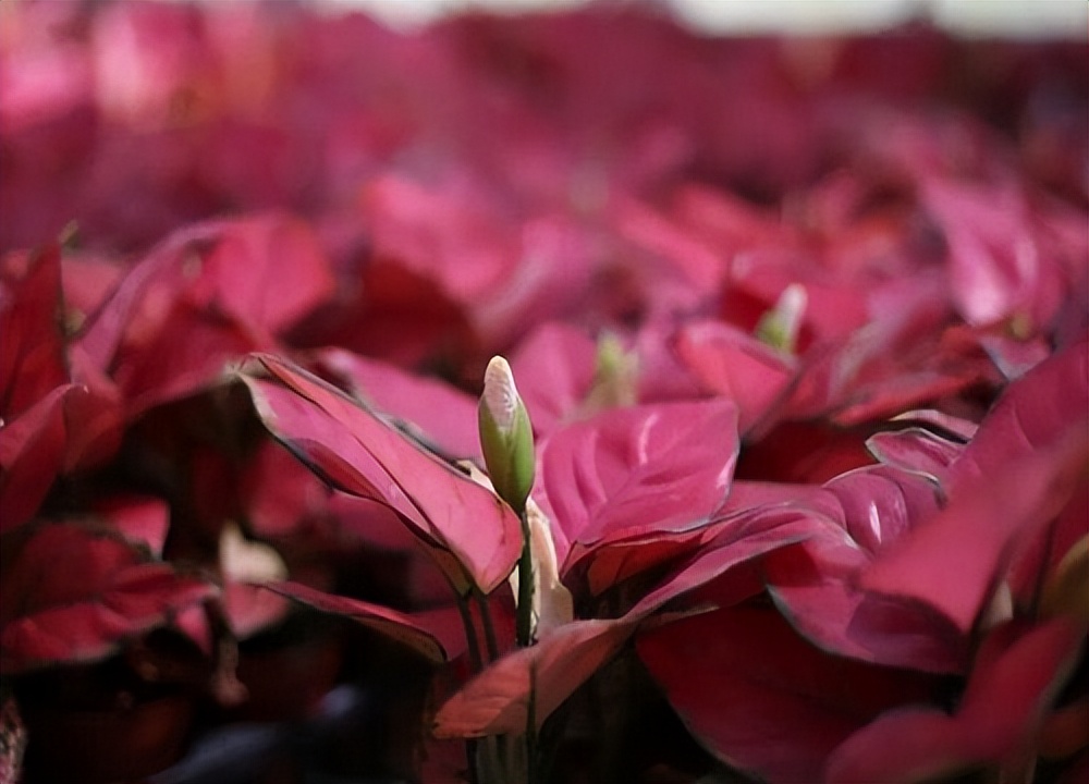 The feng shui effect of auspicious red - iNEWS