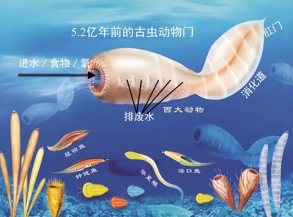 Human ancestors were eaten as snacks by insect ancestors for hundreds ...