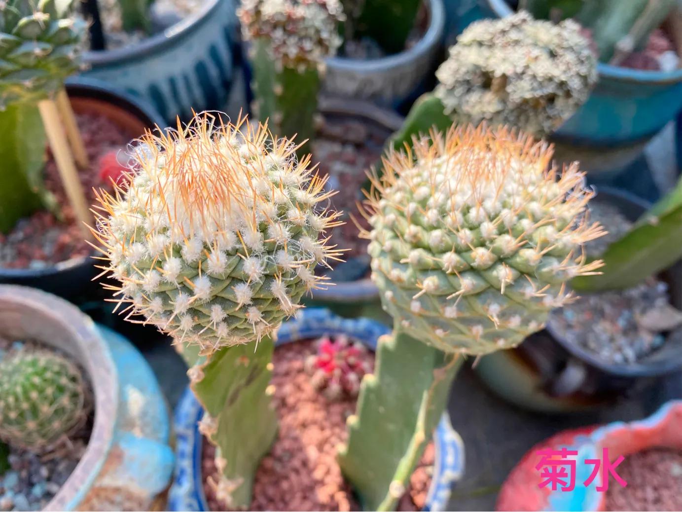 grafted cactus - iNEWS