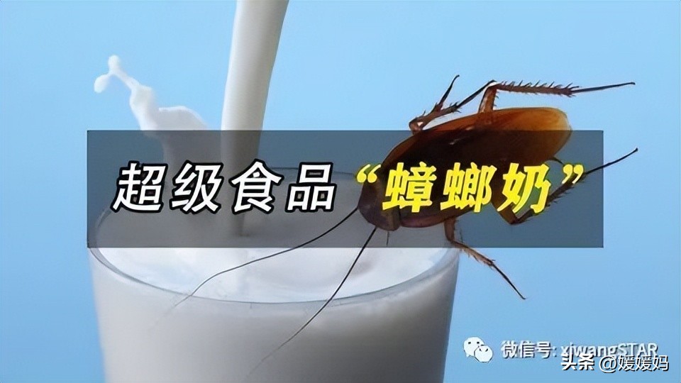 Interesting encyclopedia to increase knowledge: cockroach milk is the ...