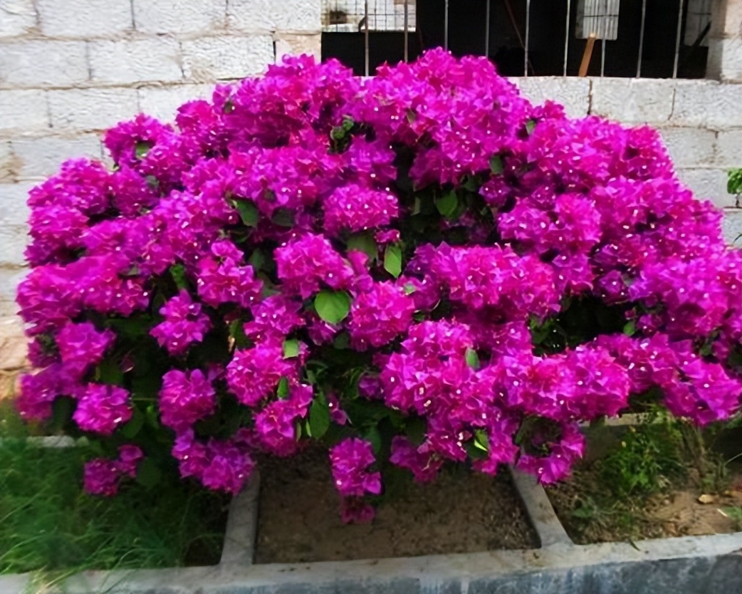 These 5 kinds of "flowering machines" have a flowering period of up to ...