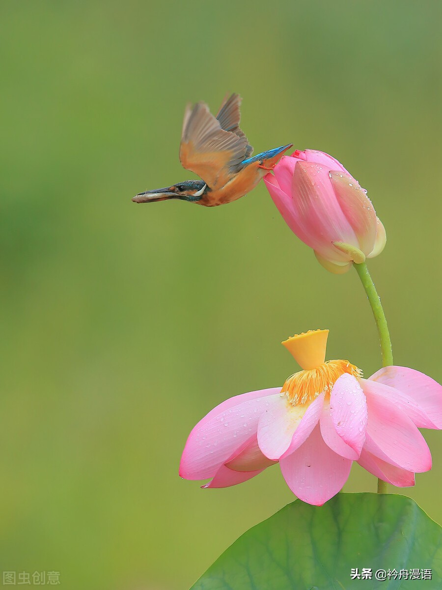 Beautiful encounter between lotus and birds - iNEWS