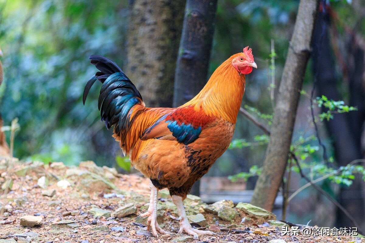 Top 6 Famous Chickens in China - iNEWS