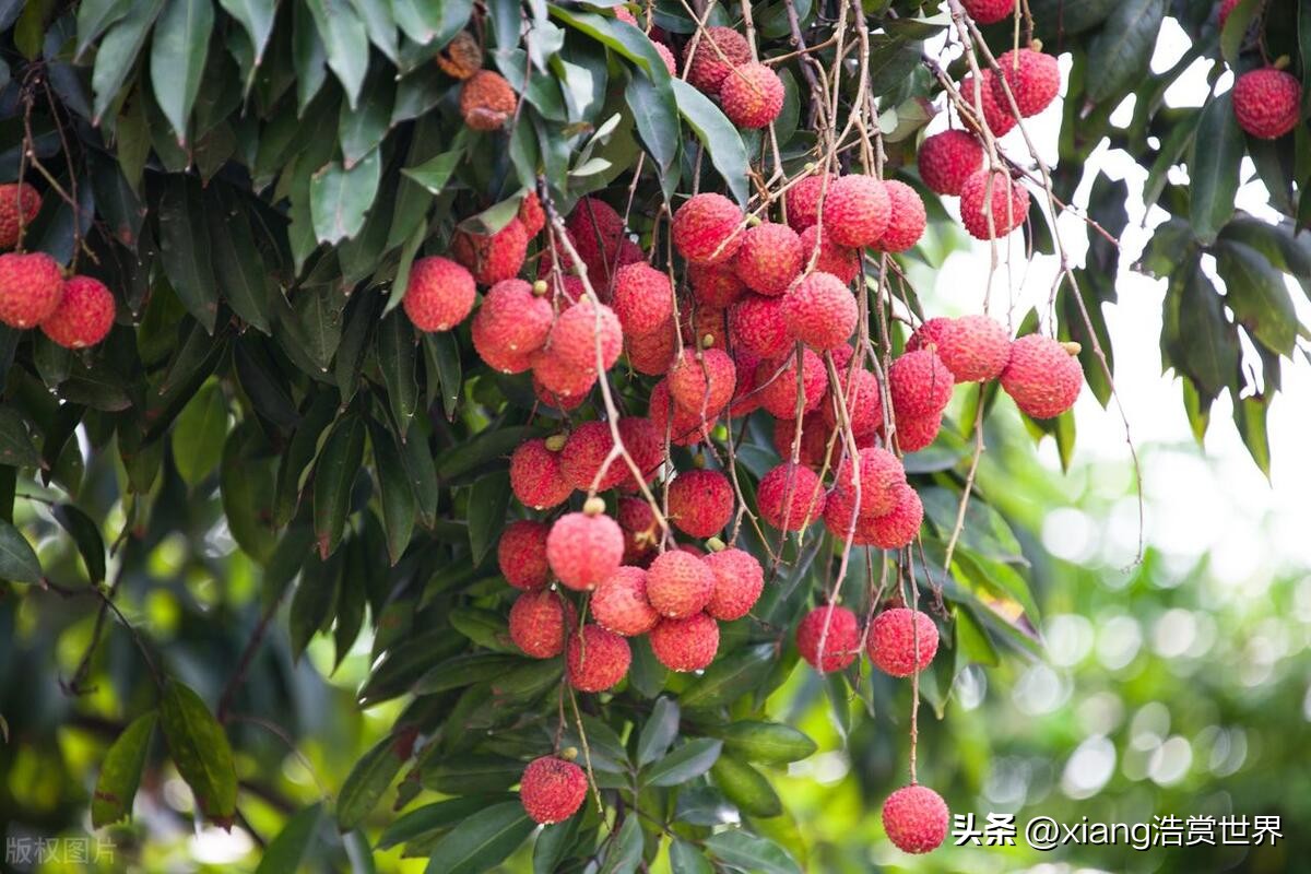 China is the "hometown of lychee in the world" where lychee freedom is ...