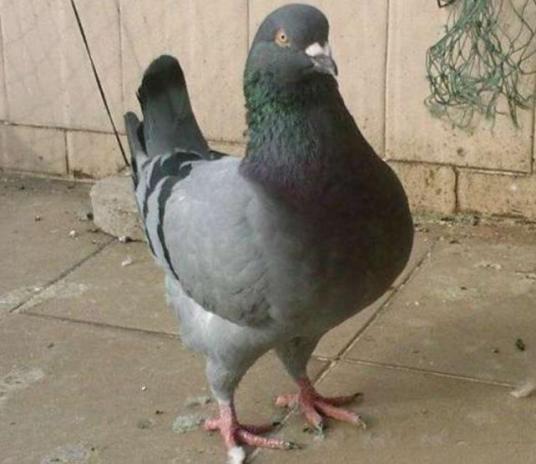 In the morning, I released a flock of police pigeons - iNEWS