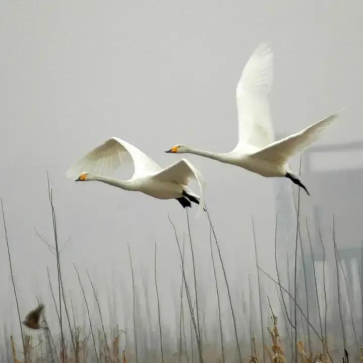 Xihai Hu: Mountain Barriers and Fog Cages Like Smoke Arcs, Egret, Gull ...