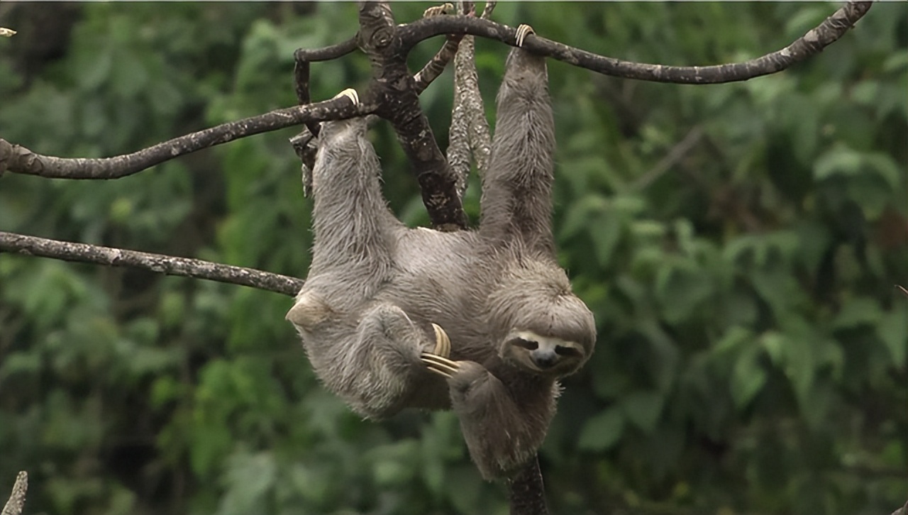 More than 50% of sloths die accidentally halfway through shit - iNEWS