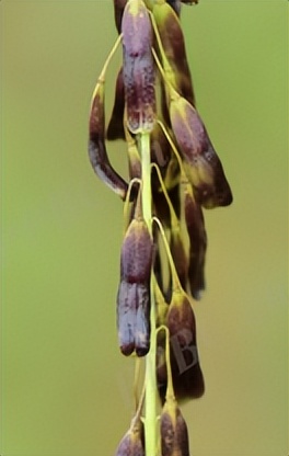 Folium Folium is used magically, antibacterial and anti-inflammatory ...