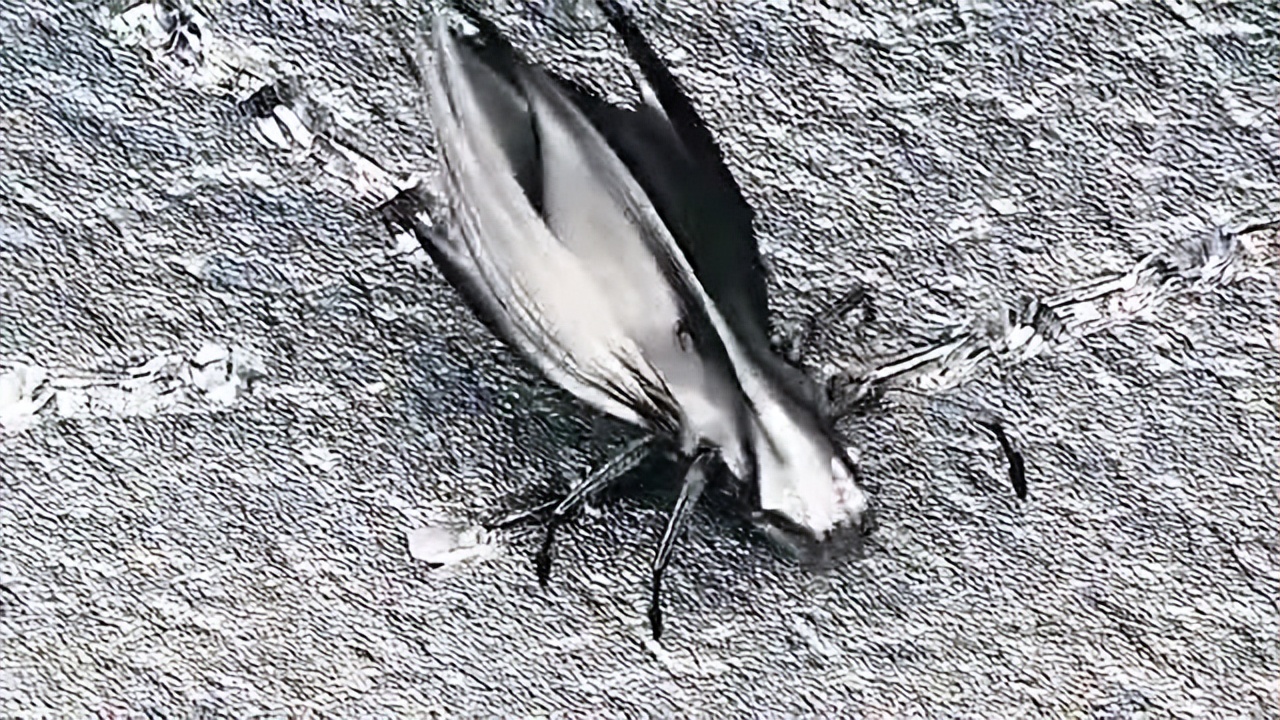 Worse than a nuke?A weapon made of tiny bugs that could eat a city once ...