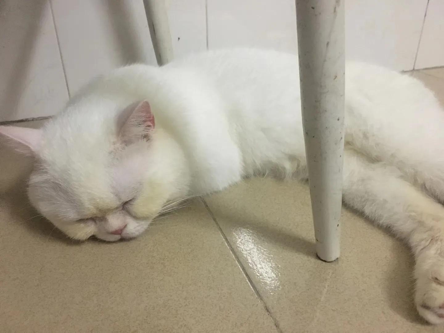 It's so hard for an insecure cat to eat - iNEWS