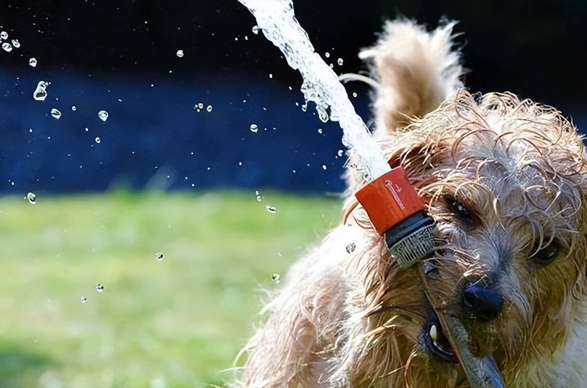 Dehydration in dogs is dangerous, and 5 signs your dog needs to be ...