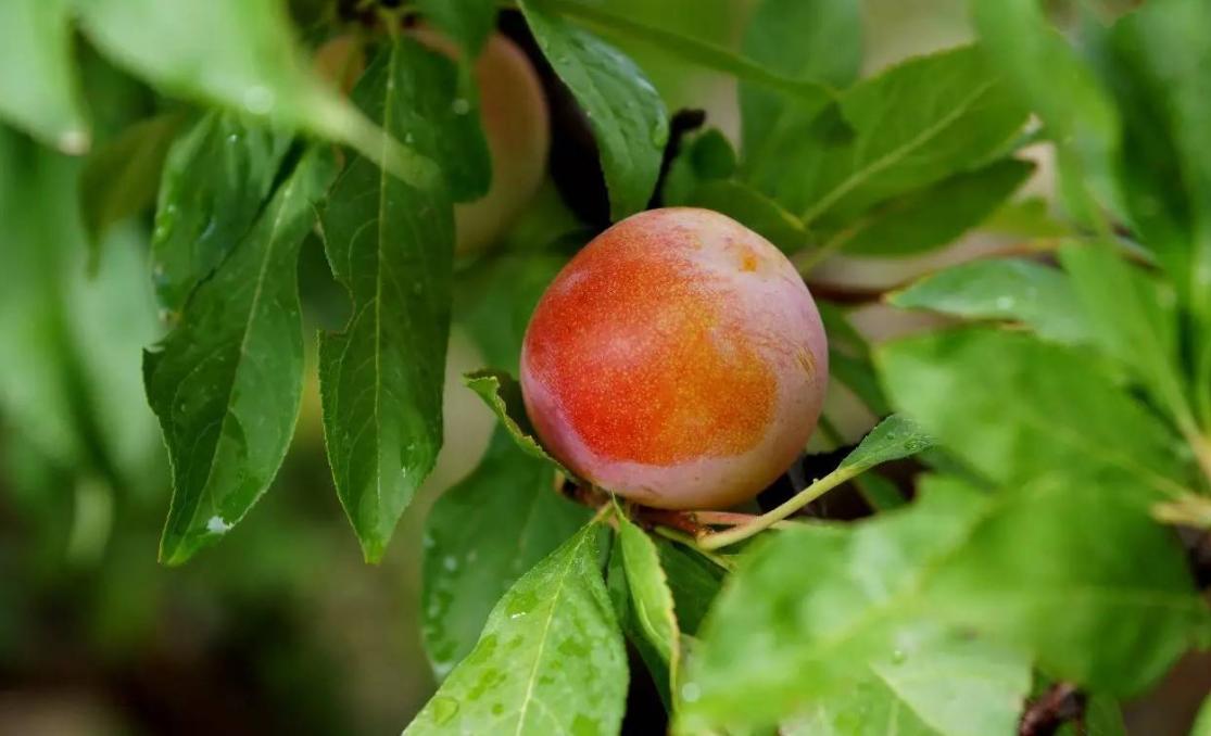 The old man said: "Bury the dead under the plum tree", how do you ...