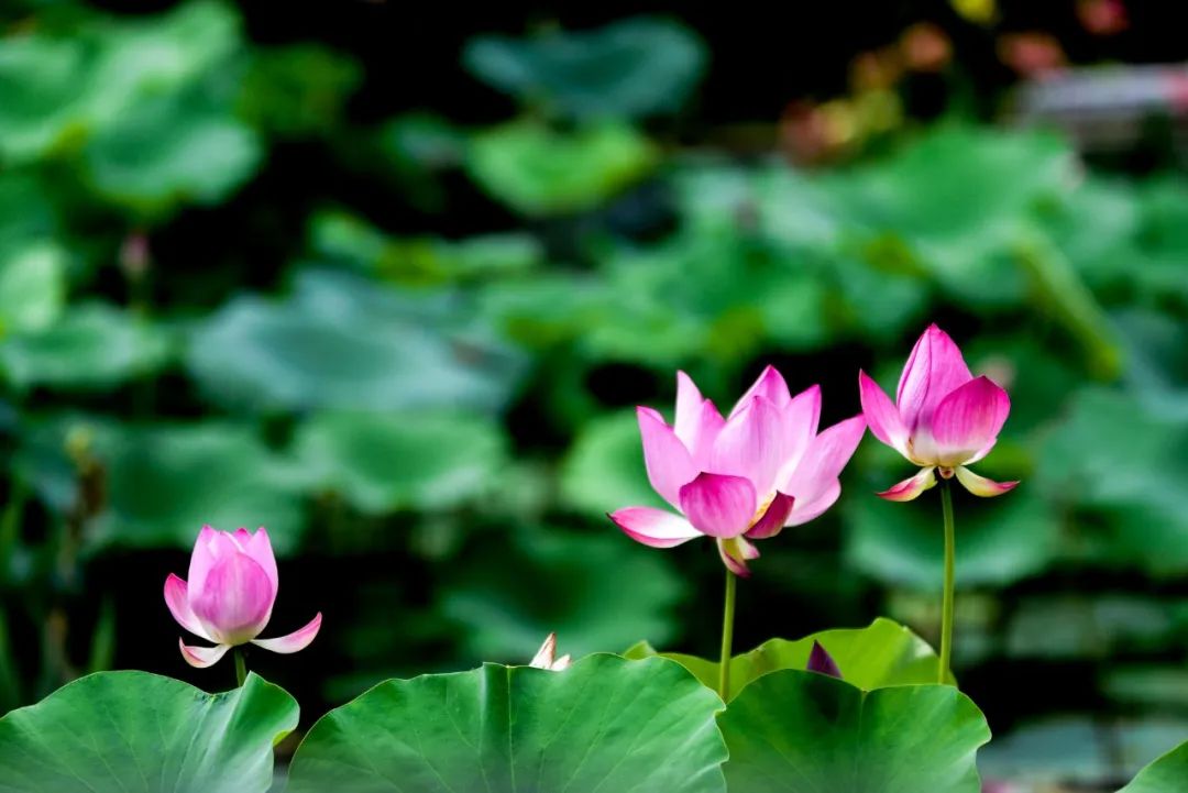 he is the most intelligent fool - iNEWS