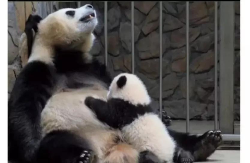 From Yuanyuan to Aibao: How does a panda mother breastfeed her baby ...