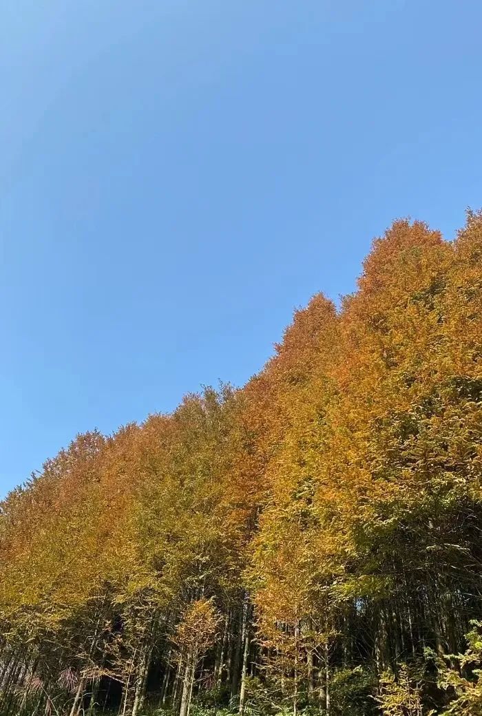 Walking through the colorful forest in Chengdu, there are beautiful ...