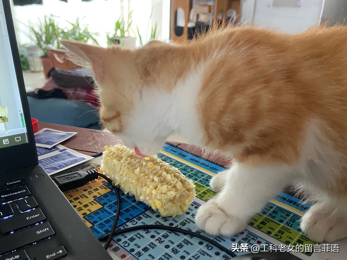 It's not just people who are greasy, the cat is faster when it gets ...