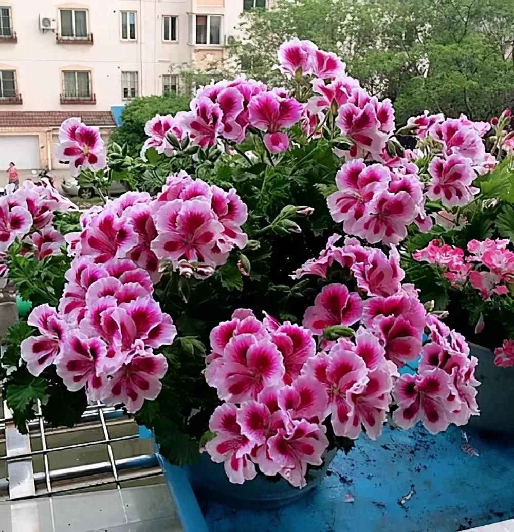 Geranium, "like dry" or "like water", many people get it wrong, no ...