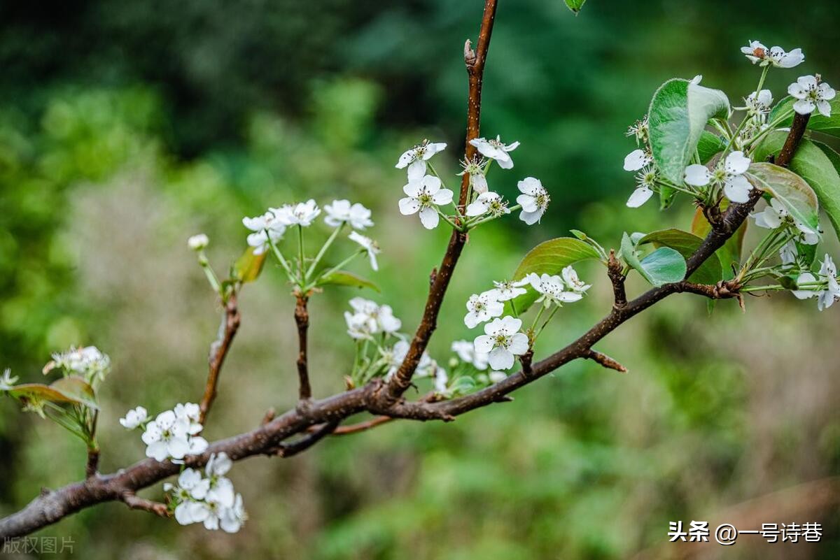 The taste of early summer, in this poem by Lu You, it is really a ...