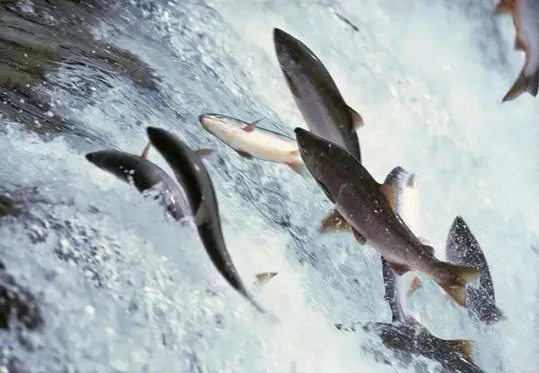 53.5 billion cubic meters of water flowed into the sea, and freshwater ...