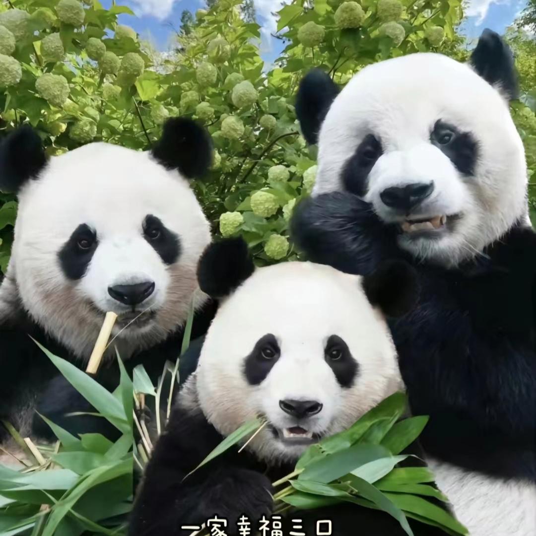 Giant panda Aibao in South Korea gave birth to twins, Fubao has two ...