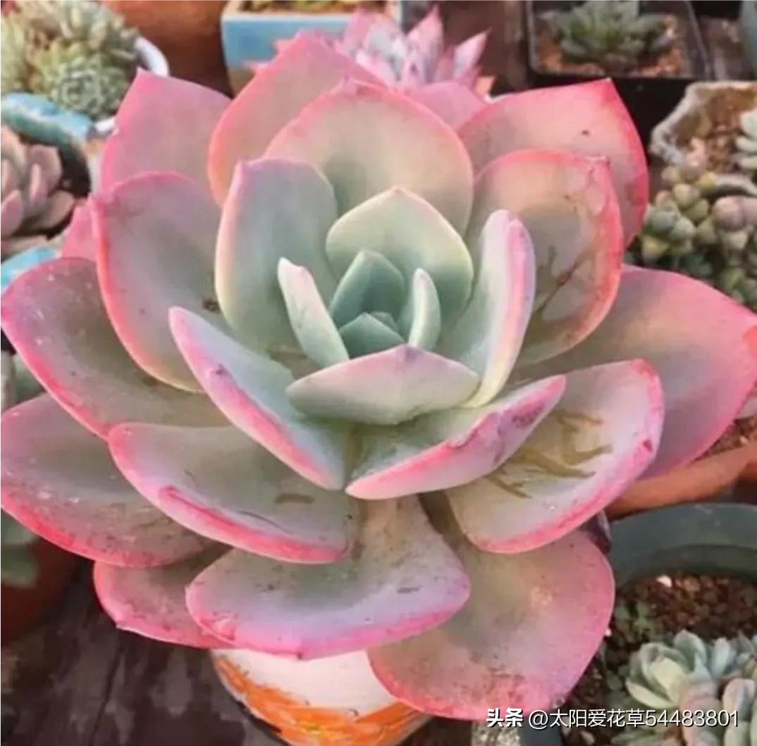 I like the succulent Baifeng and Guanghan Palace very much. The skin is ...