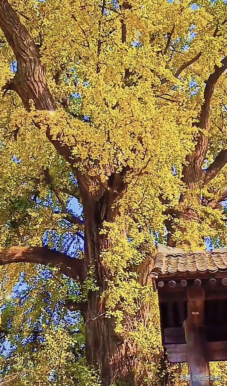 Around Xi'an, there is an ancient ginkgo tree with a thousand-year-old ...