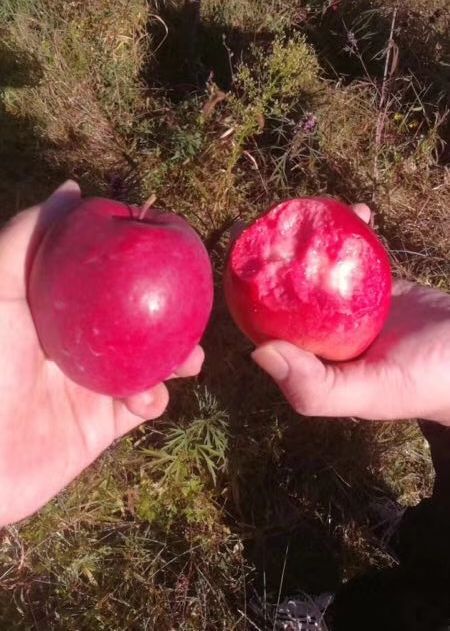 Red meat apples full of dietary fiber, essential for weight loss ...