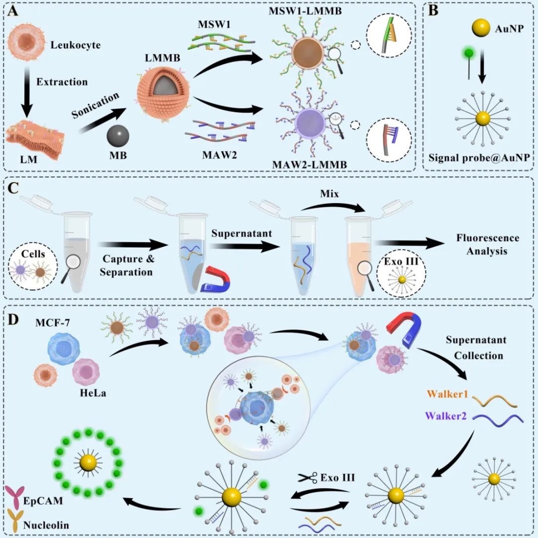 Xi'an Jiaotong University has made new progress in cell membrane bionic ...