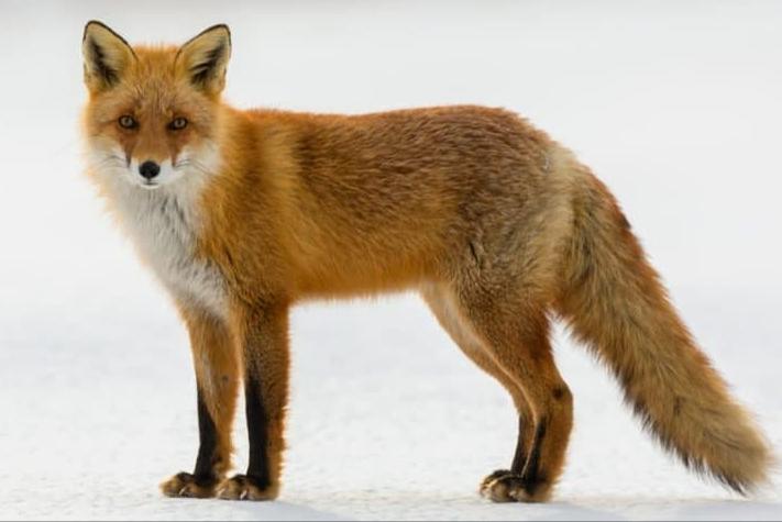 Inventory of 12 different foxes.They are cute on the outside and ...