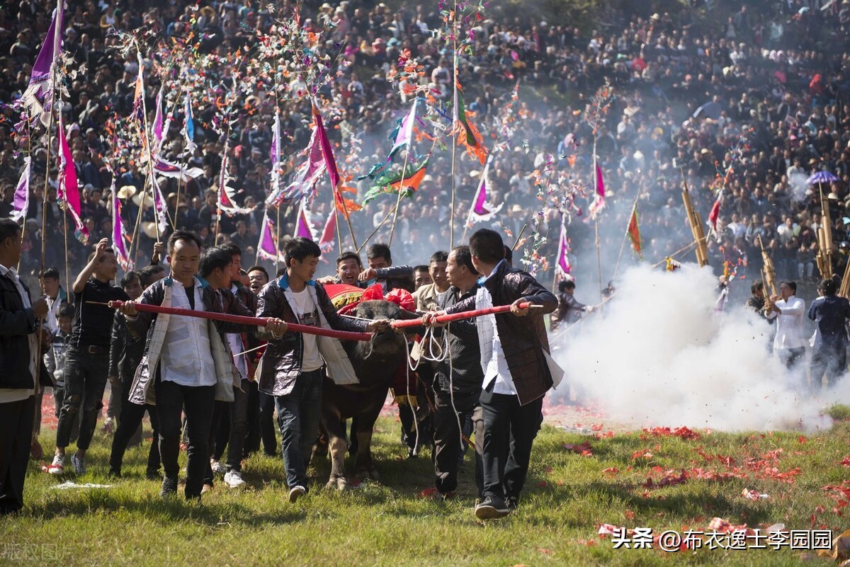The Customs of the Ox King Festival of the Gelao Nationality - iNEWS