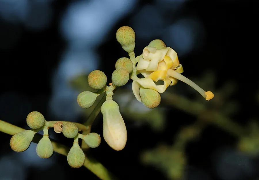 What are the plants in Wang Zengqi's works——tung flower - iMedia