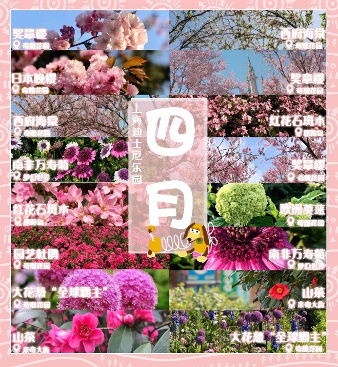 It's time to enjoy the flowers!Shanghai Disney Spring Flowers Guide - iNEWS