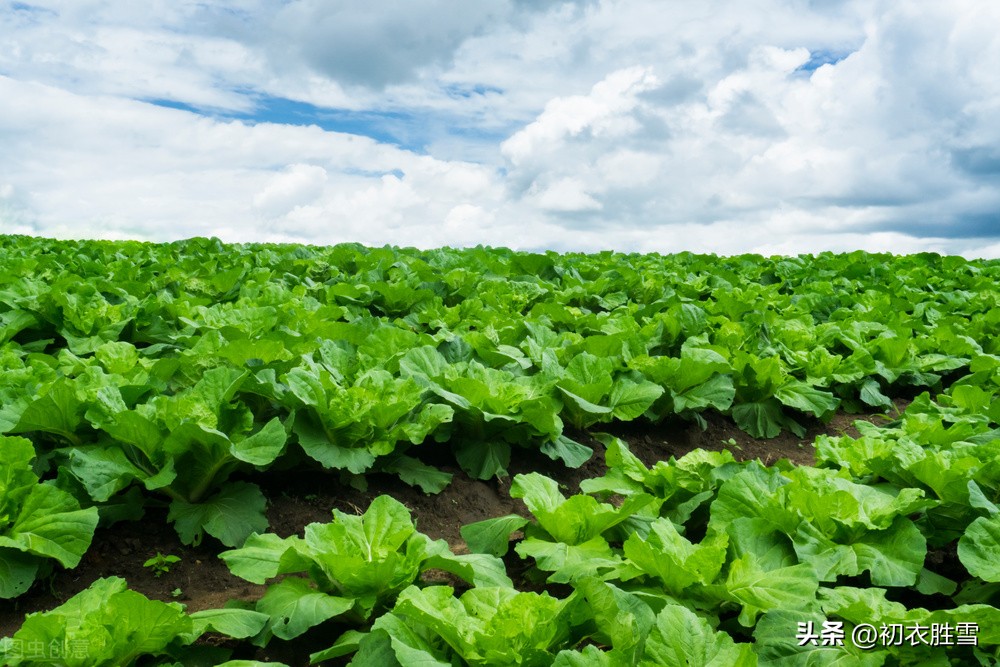 Talk about cabbage in early winter, enjoy reading eight ancient poems ...