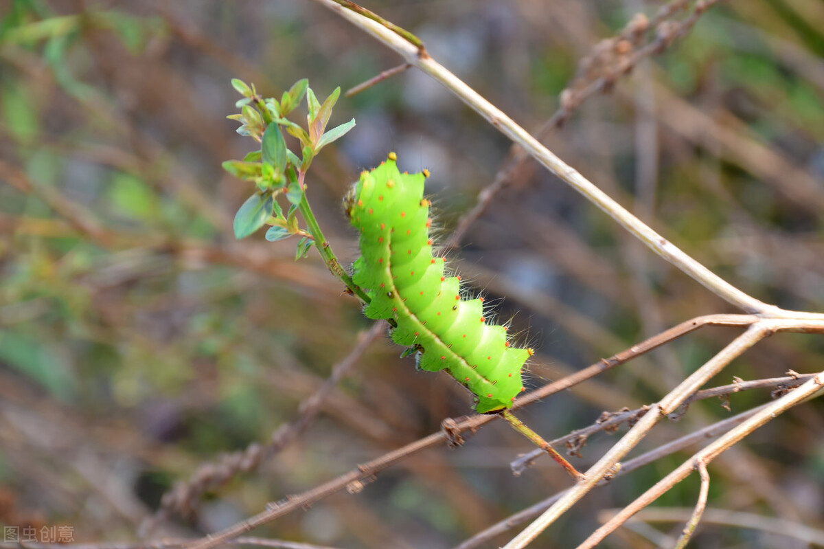 102. Tussah and quilt growing on camphor trees - iMedia