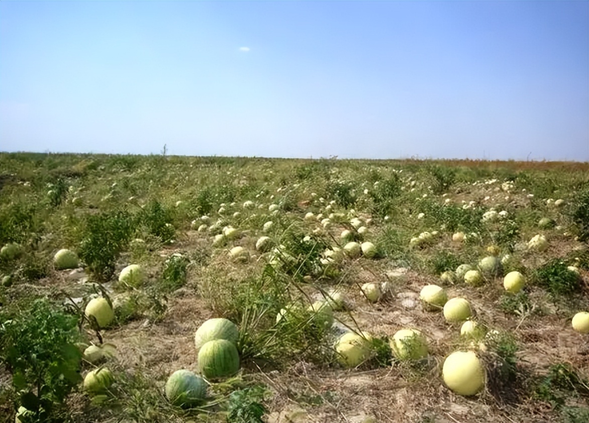 Commonly known as "beating melon": a variant of watermelon that only ...