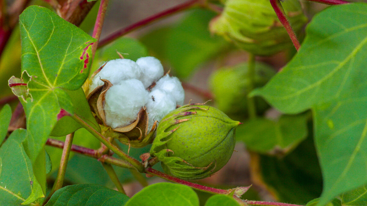Monsanto's genetically modified cotton trap has entrapped India for ...