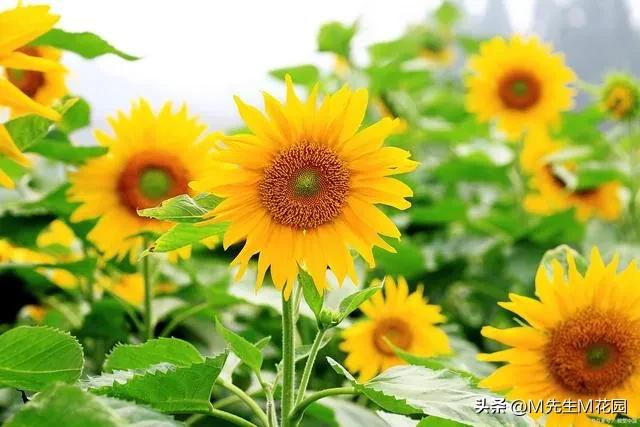 Asteraceae: the largest family of angiosperms - iNEWS