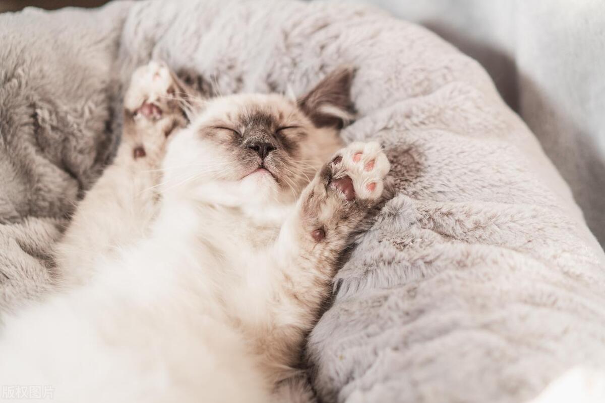 Cats' Unique Personalities: Understanding Their Personalities and ...