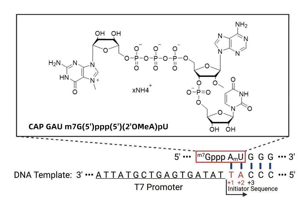 Self-developed mRNA one-step co-transcription cap analog - iNEWS