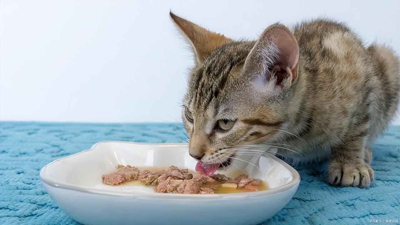 What to do if the kitten won't eat? Reasons why kittens won't eat and ...