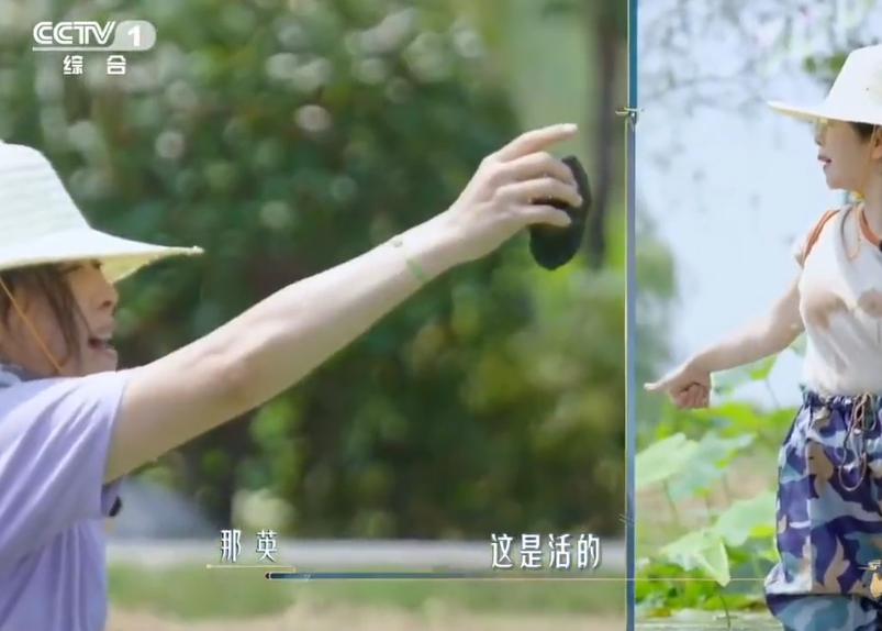 Na Ying boldly went down to the mud pond to touch the mussels!Putting ...