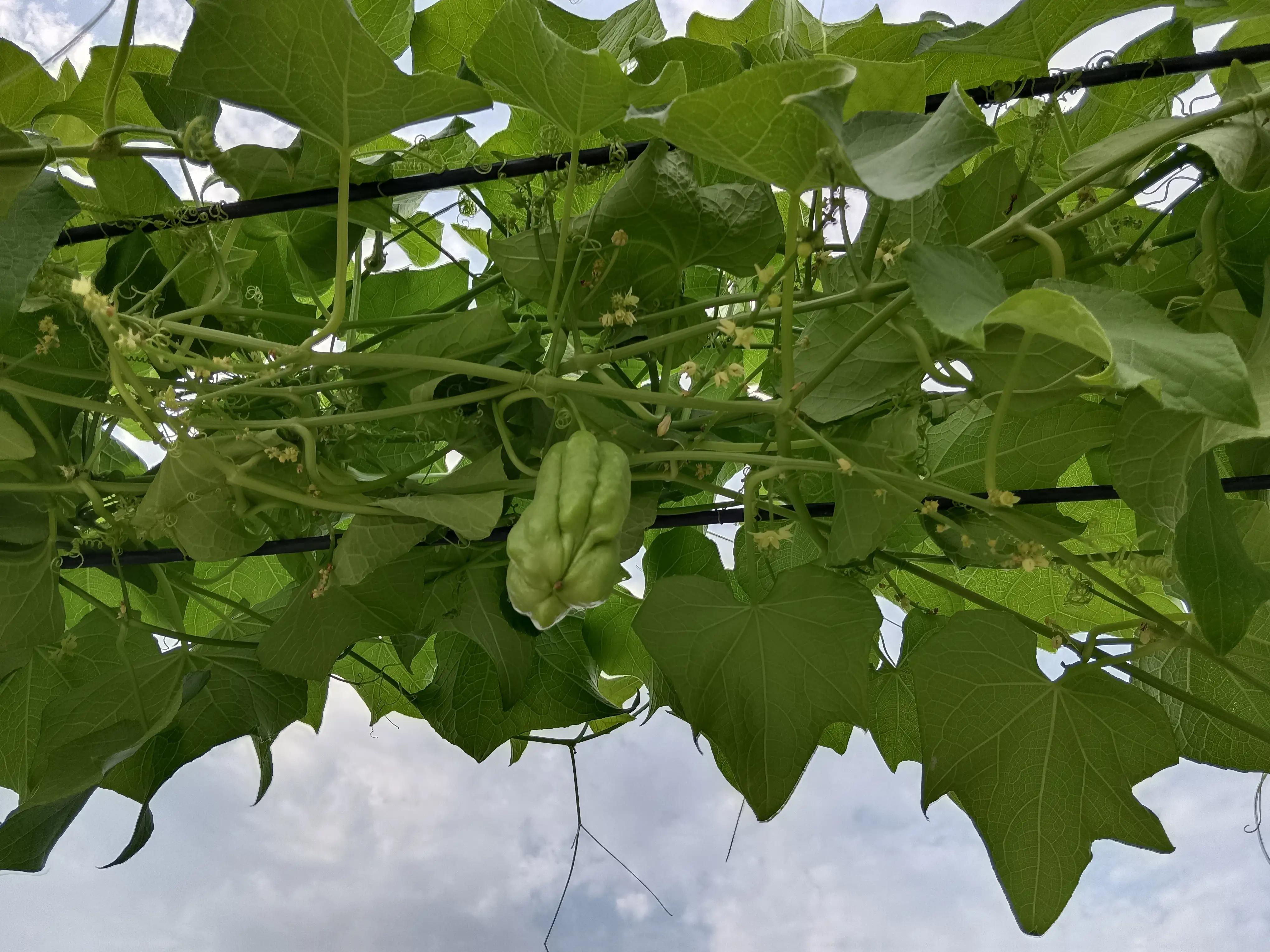 The bleak autumn wind is again today, changing the world - iNEWS