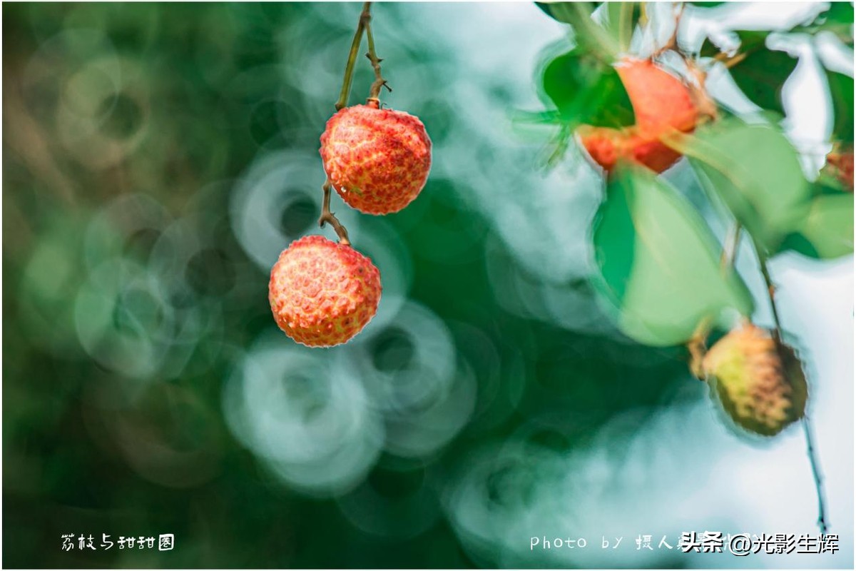 Photo Fun Fact: Lychees vs Donuts - iMedia