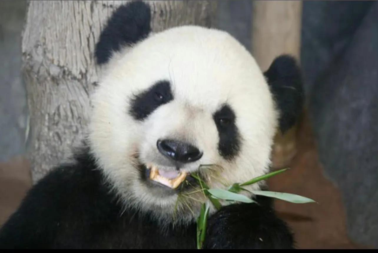 Pandas have been waiting for China to become stronger for 100 years ...