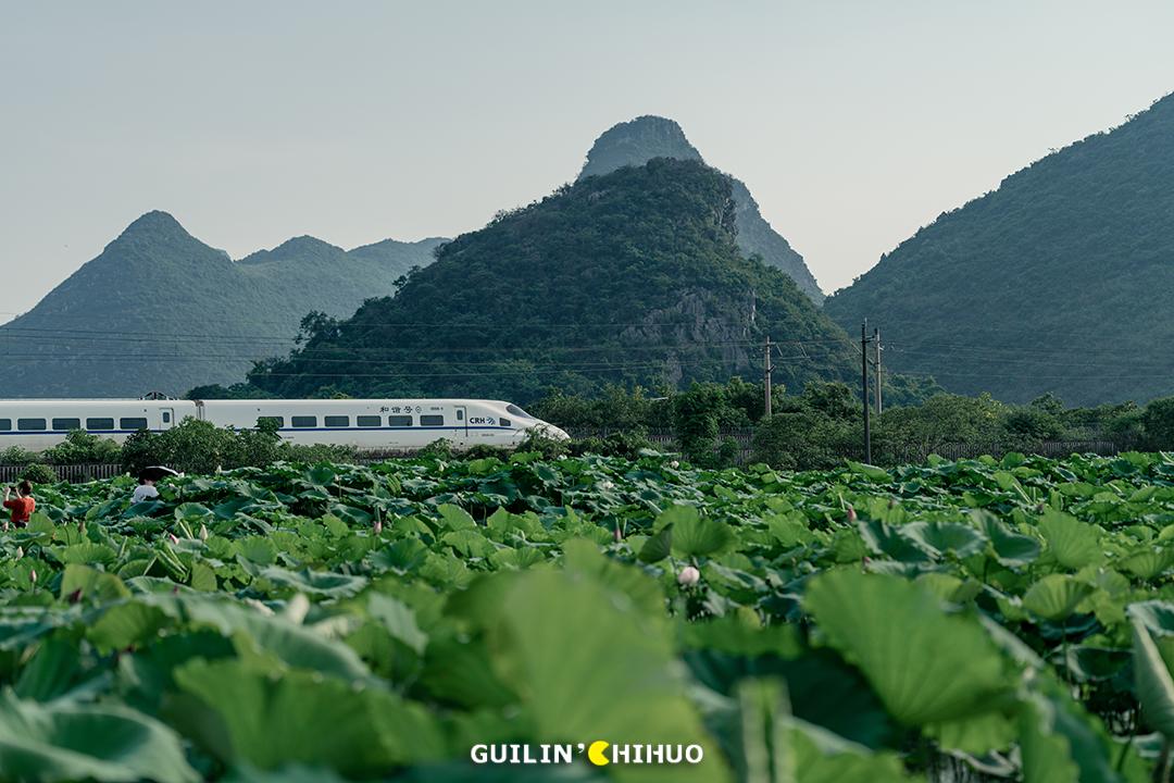 Drive through the lotus pond! The beauty of lotus flowers in Guilin is ...